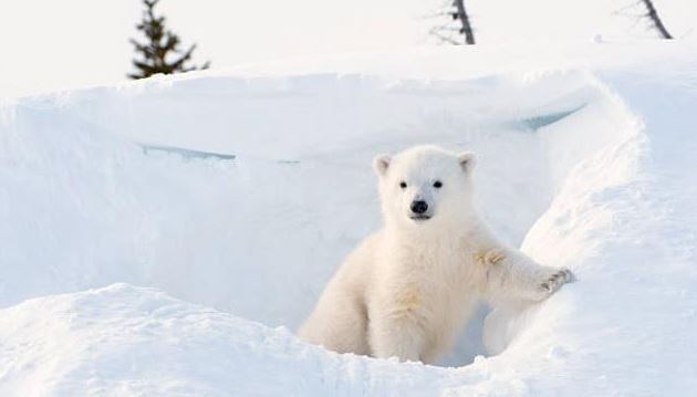 Ariu polar sulmoi një turist në ishullin norvegjez – Indeksonline.net