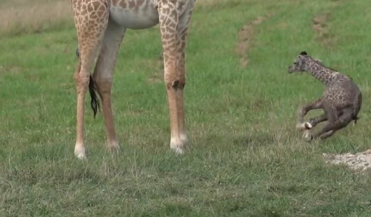 gjirafa – Indeksonline.net