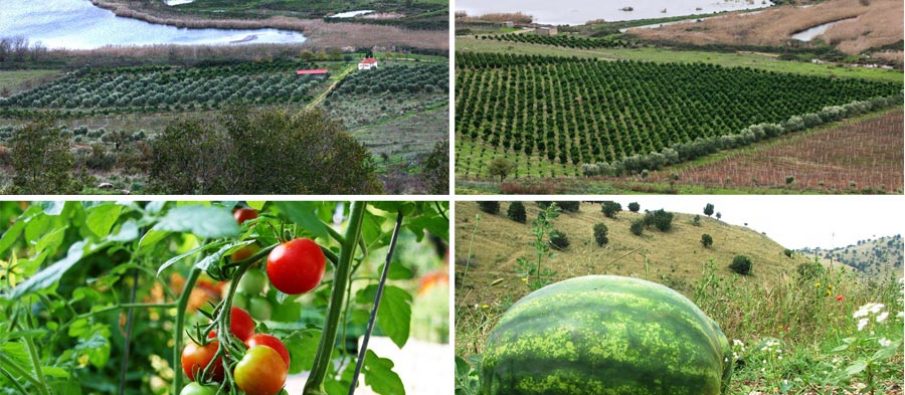 Ekonomia e Shqipërisë gjeneron vende të reja pune, kryeson bujqësia ...