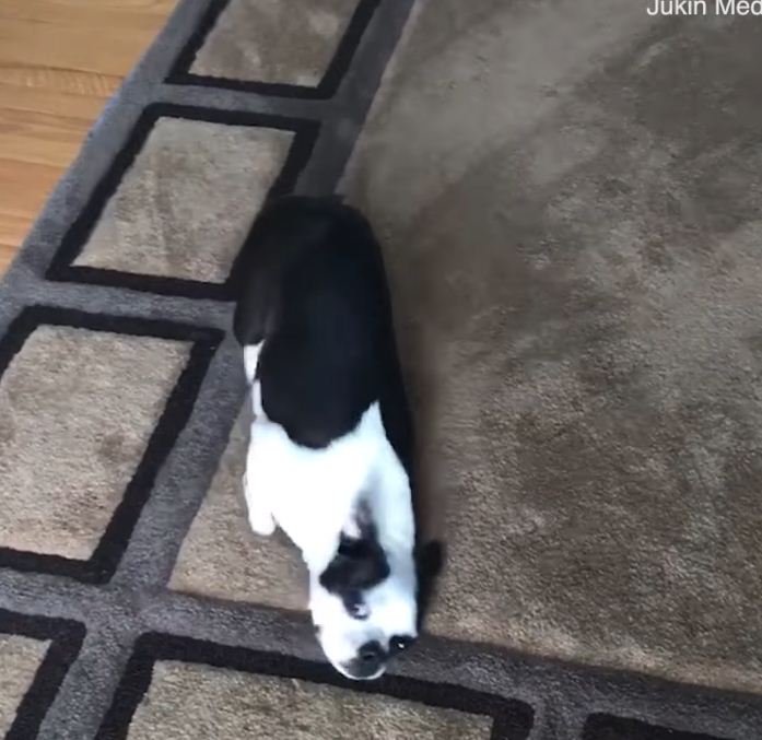 Tapeti, vendi më i dashur për këtë qenush – Indeksonline.net