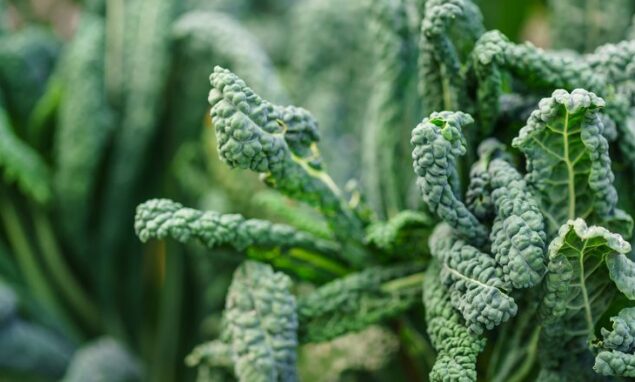 Shëndetësi – Indeksonline.net