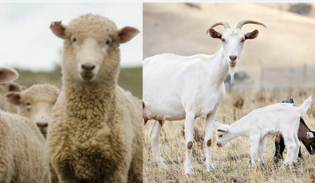 Agjencia e ushqimit dhe Veterinarisë njofton se ka nxjerrë sot vendimin ...