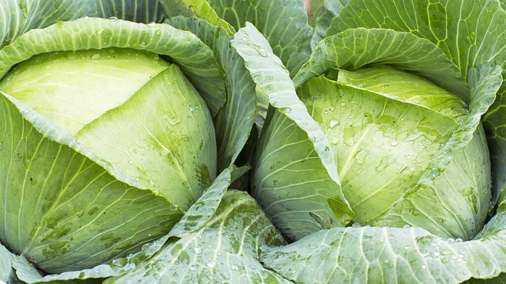 Efektet shëruese të kompresave me lakër – Indeksonline.net